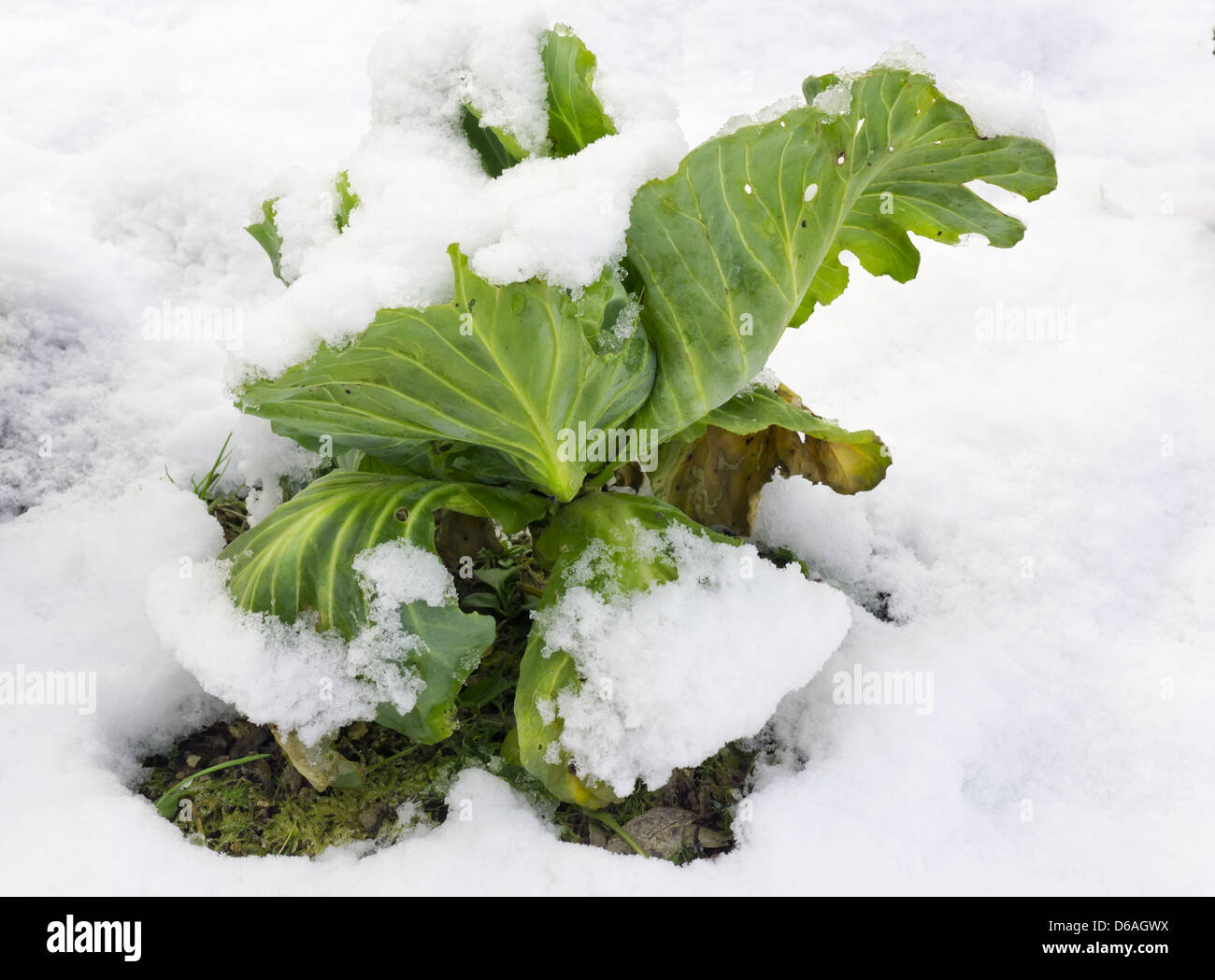 Bush cabbage under the snow Stock Photo - Alamy