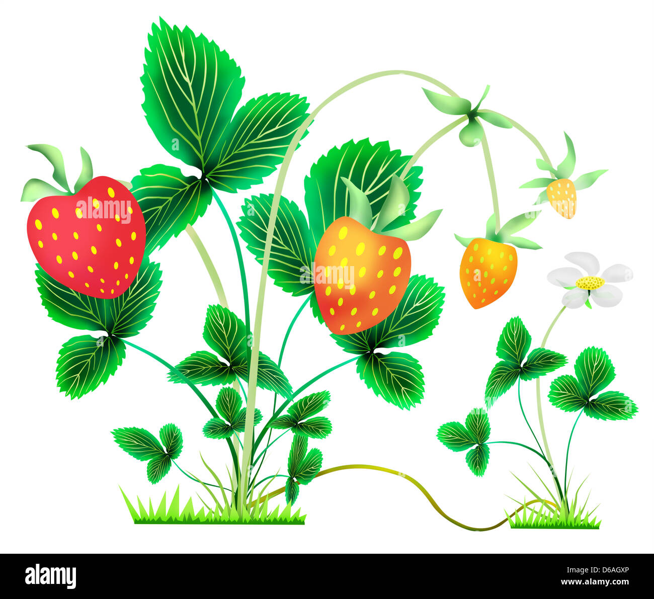 Red berries wild strawberries Cut Out Stock Images & Pictures - Alamy