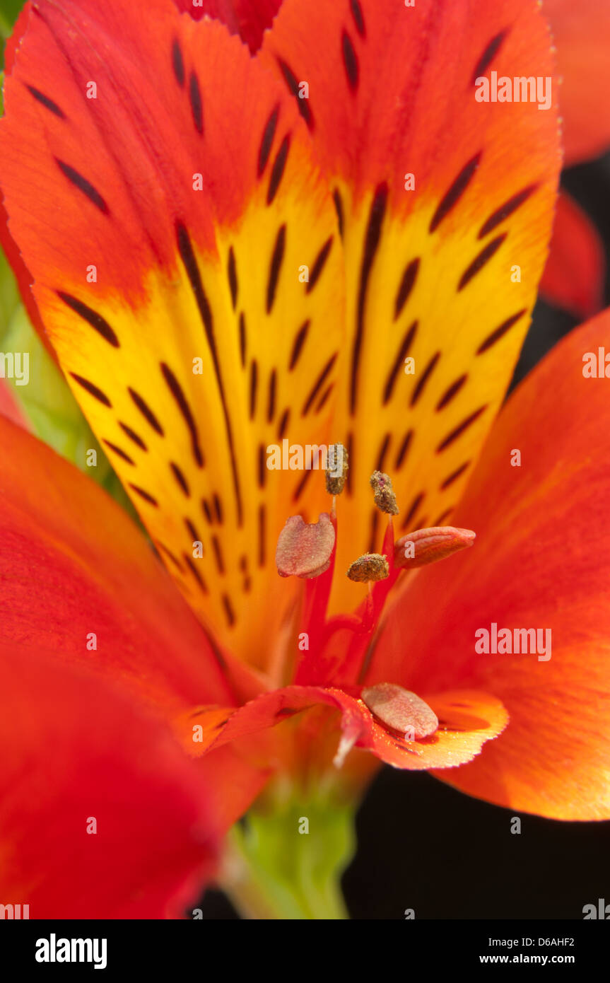 Lily flower photography hi-res stock photography and images - Alamy