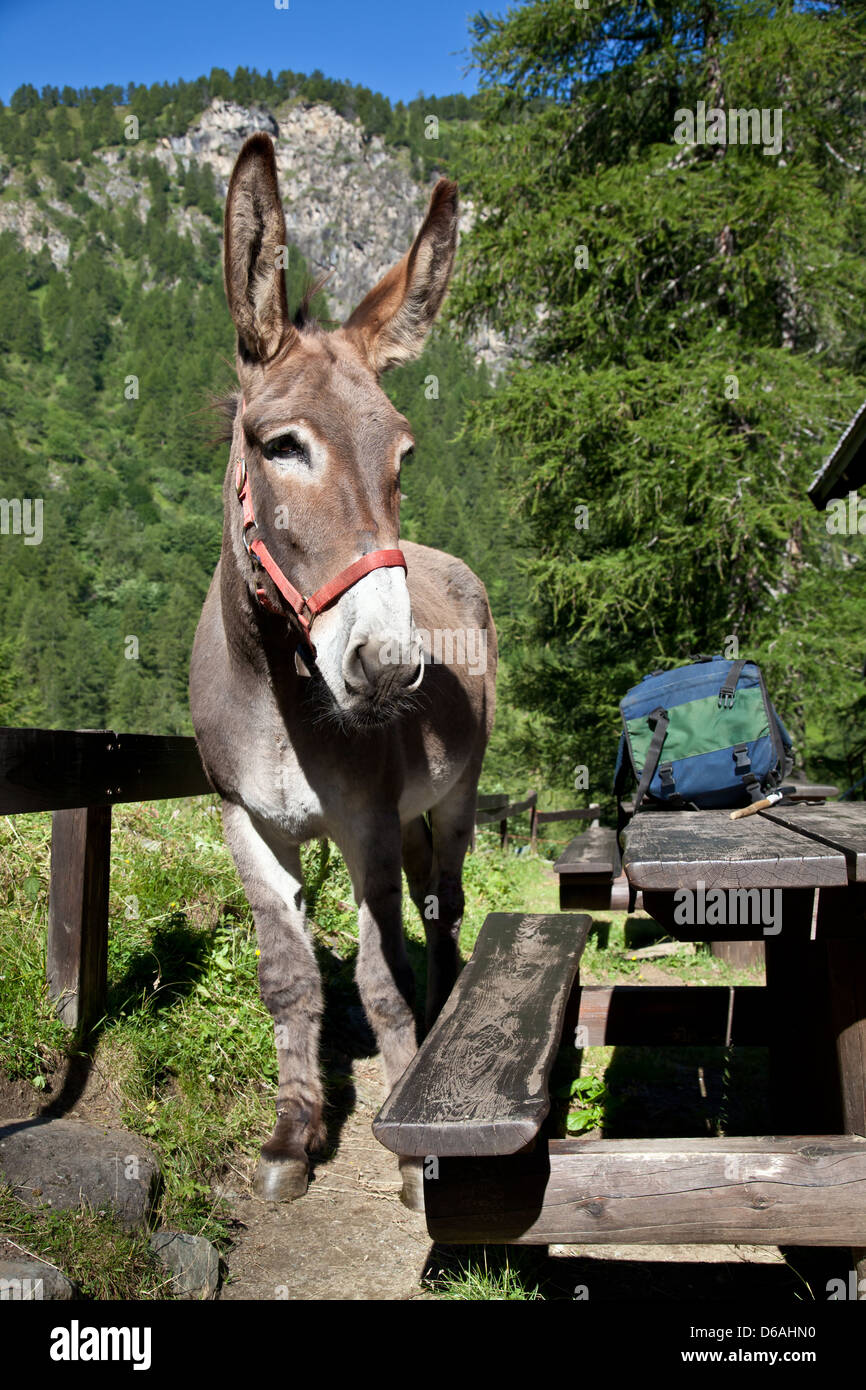 Donkey close up Stock Photo - Alamy