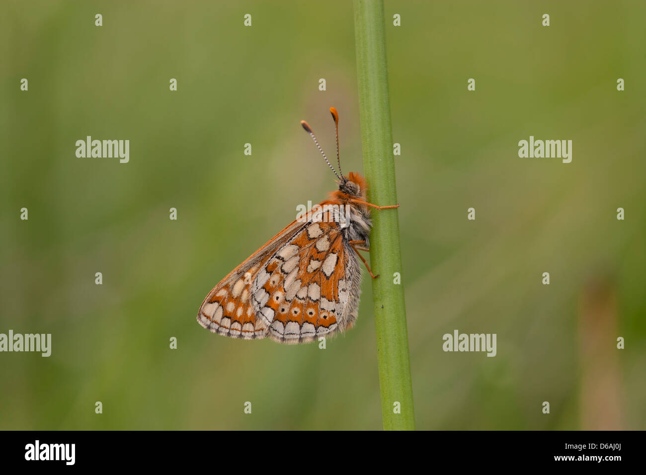 Euphydryas aurinia- Marsh Fritillary Stock Photo - Alamy
