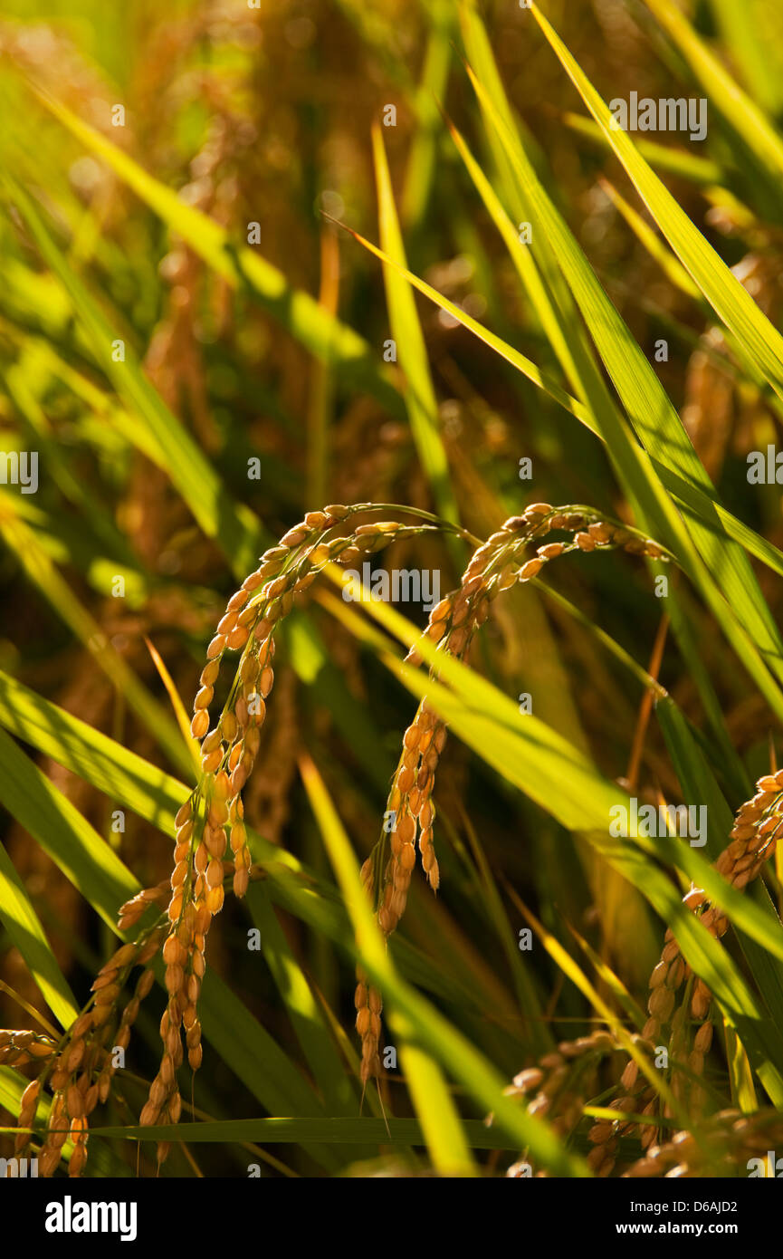 Detail of a Japanese rice paddy field, nearly ready to harvest, Nagano ...