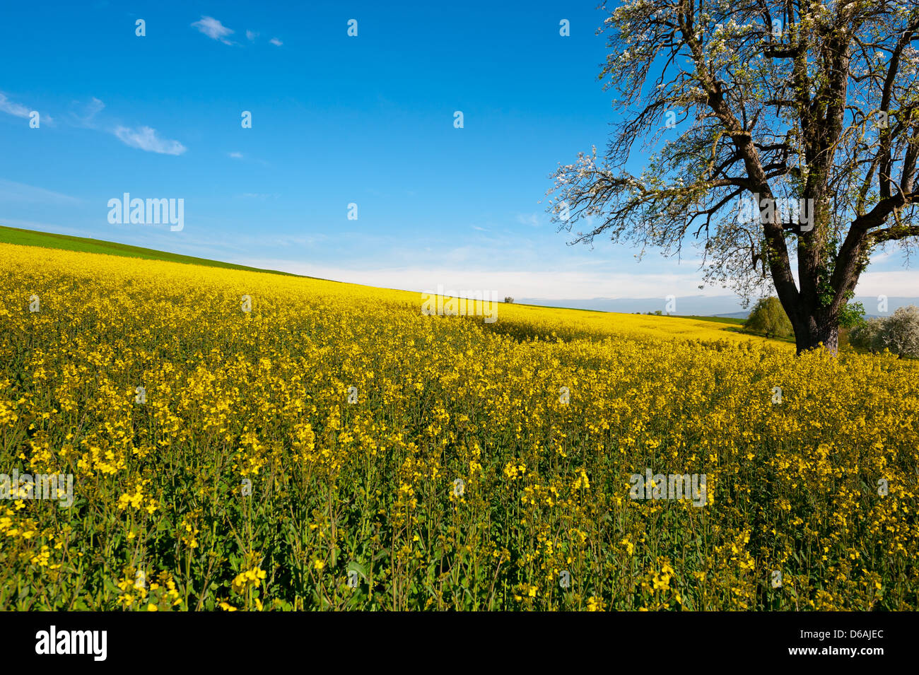 Alfalfa flowering plant hi-res stock photography and images - Alamy