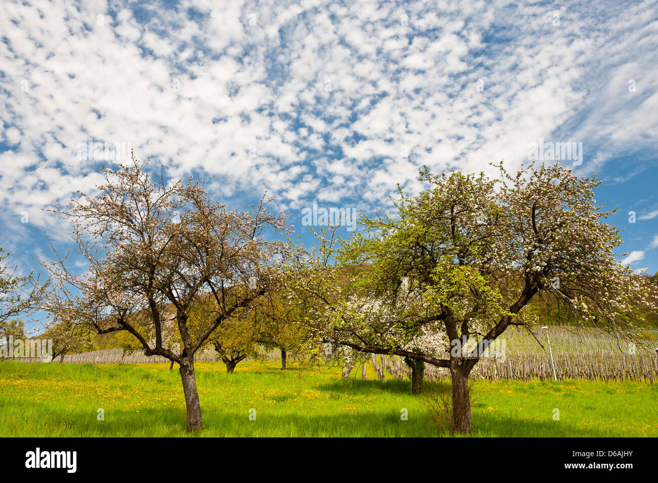 Vineyard and flowering trees hi-res stock photography and images - Alamy