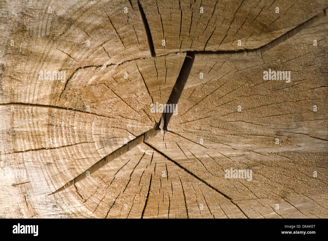 Closeup wood cut texture background Stock Photo - Alamy