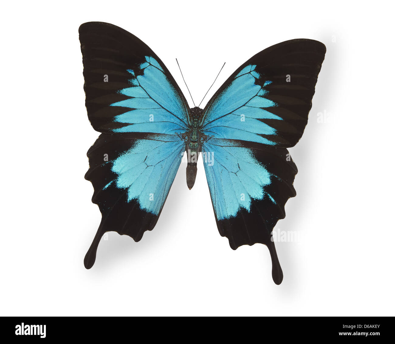 Blue butterfly isolated on white Stock Photo - Alamy
