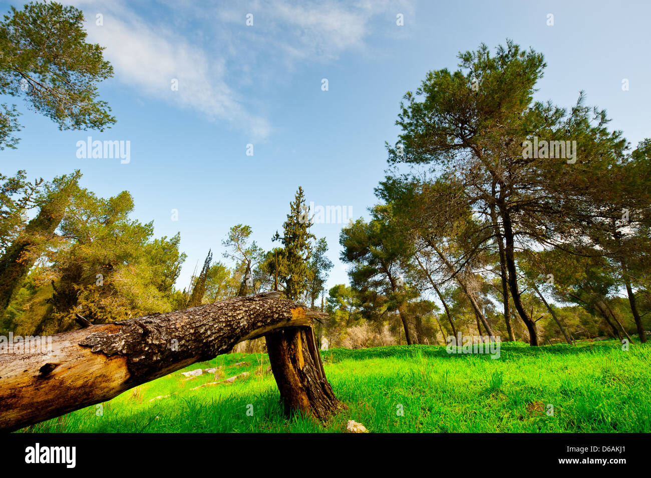 Crown of dead tree hi-res stock photography and images - Alamy