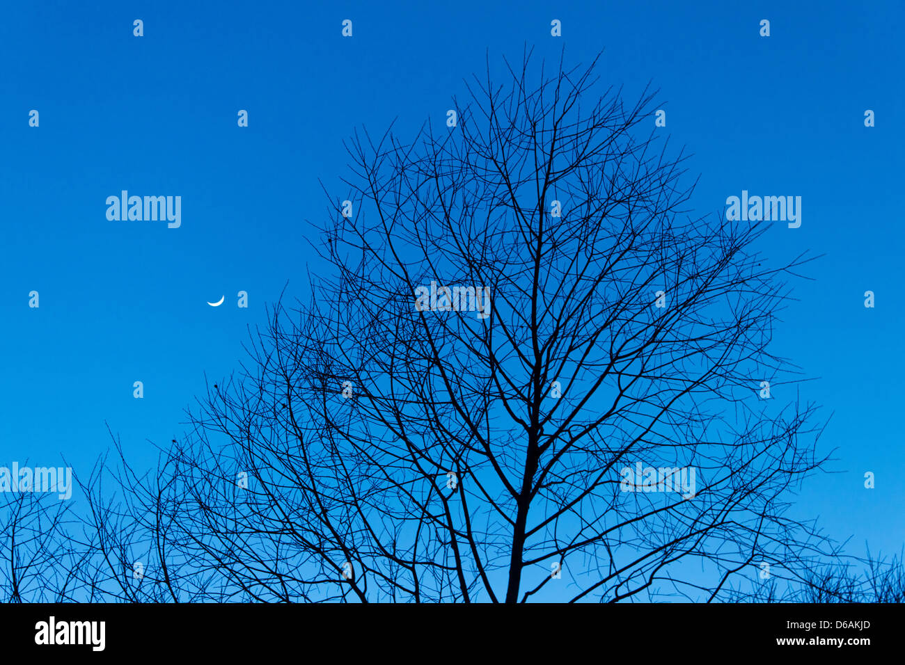 Crescent moon tree silhouette hi-res stock photography and images - Alamy