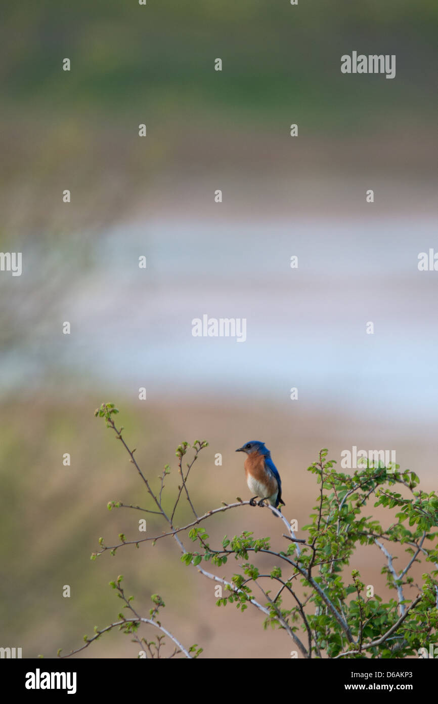 Eastern Bluebird on a tree branch Stock Photo - Alamy
