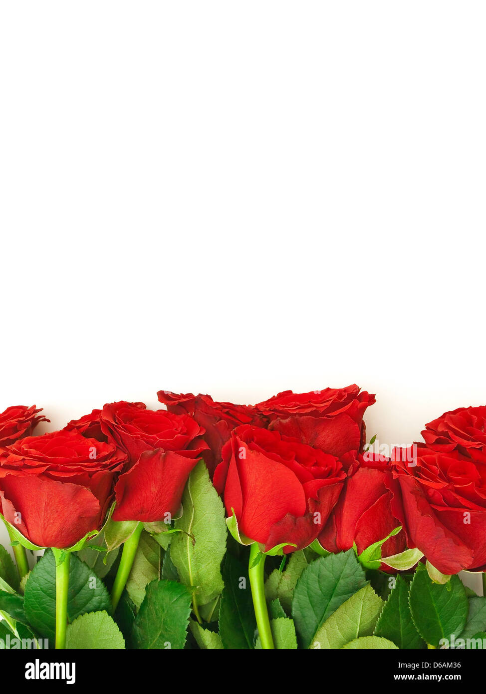 Border red roses rose petals hi-res stock photography and images - Alamy