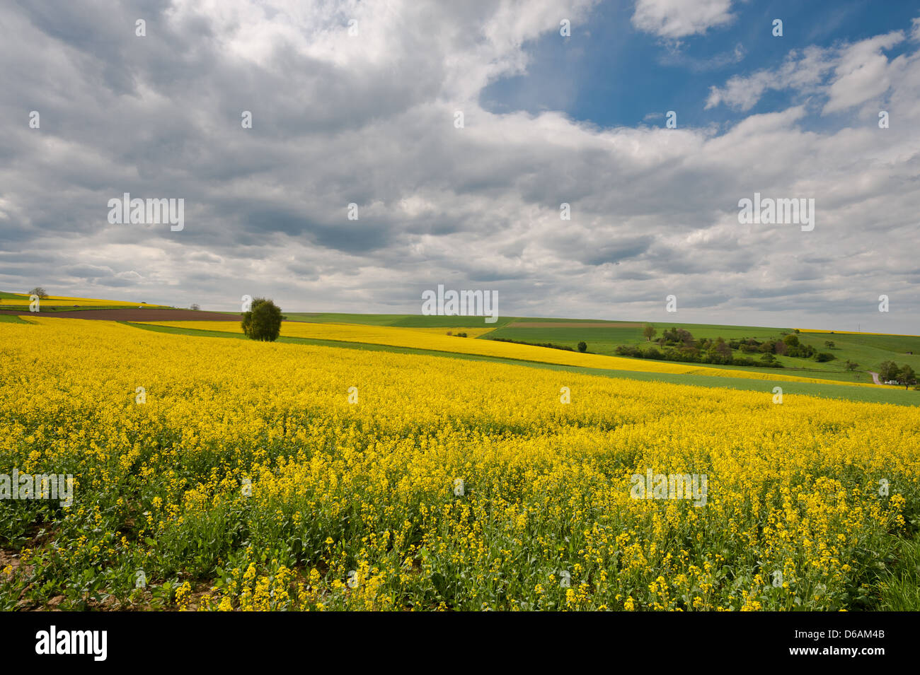 Alfalfa seed field hi-res stock photography and images - Alamy