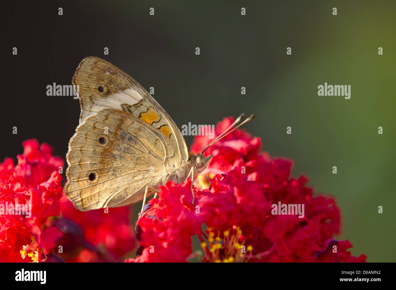Common Buckeye butterfly (Junonia coenia) on red flowers Stock Photo ...