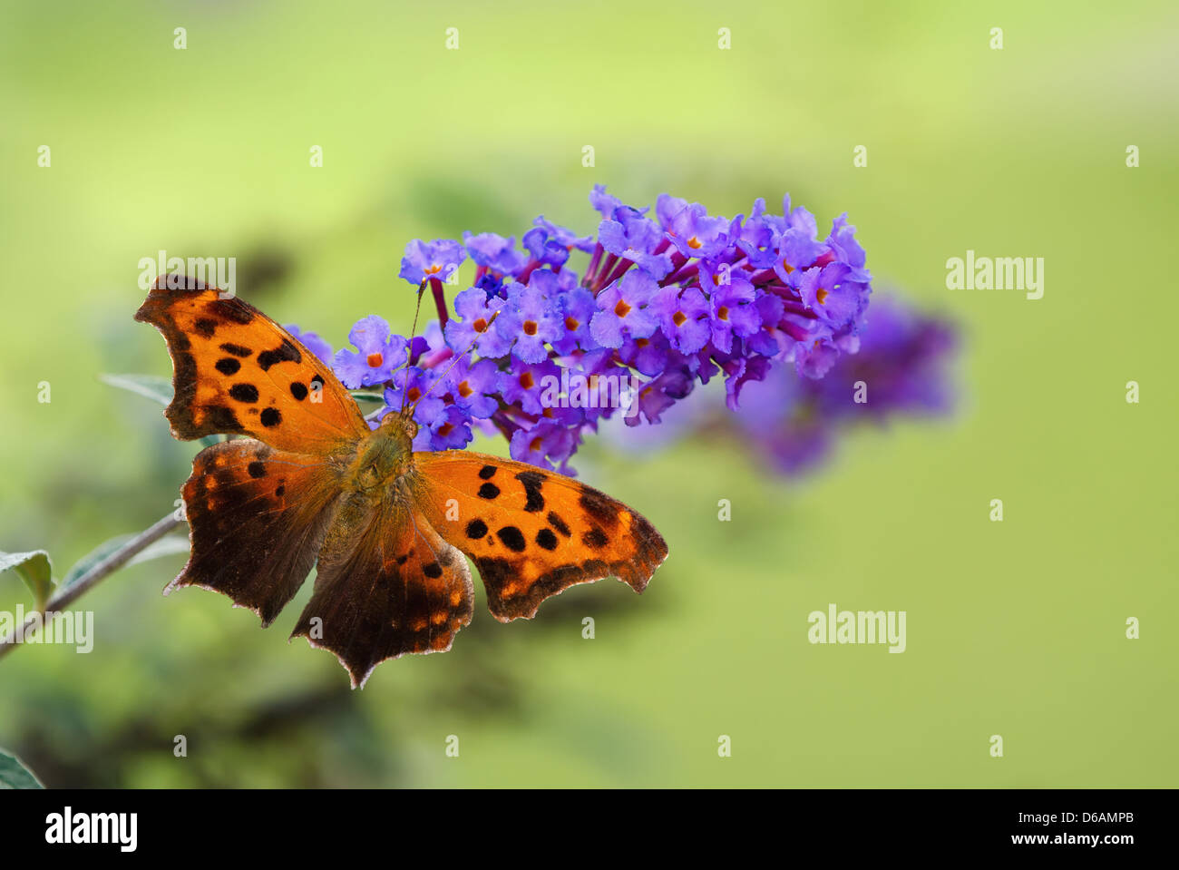Question Mark butterfly (Polygonia interrogationis) on purple butterfly ...