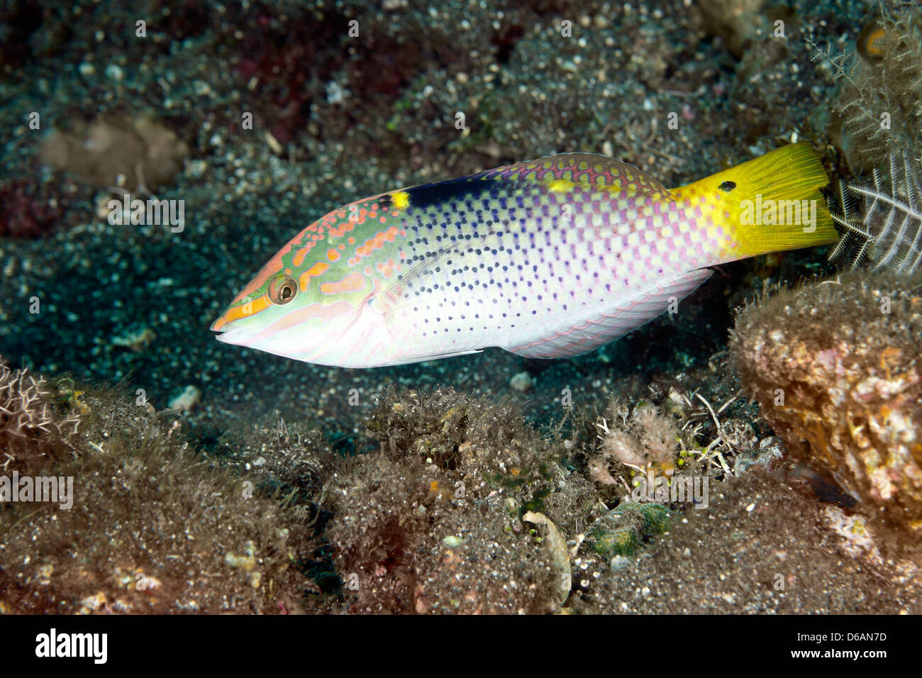 Checkerboard wrasse hi-res stock photography and images - Alamy