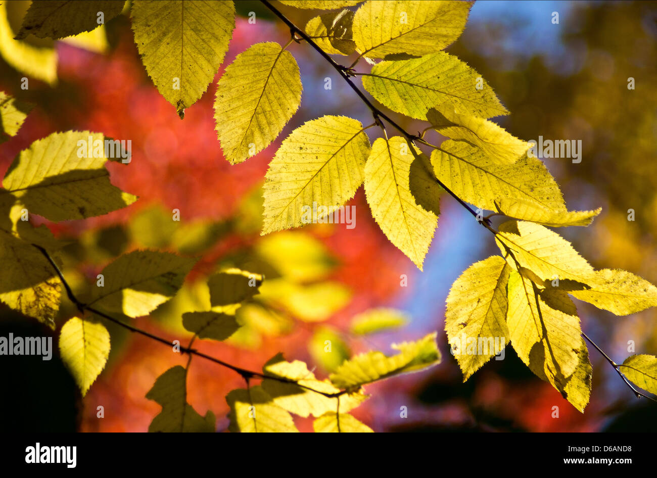 Indian summer seasons hi-res stock photography and images - Alamy