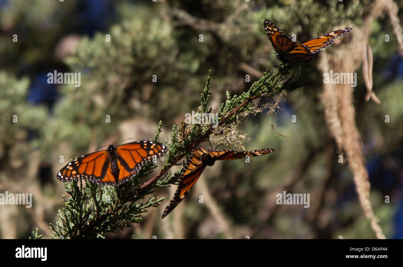 Nov. 4, 2012 - Modesto, CA, USA - The Monarch Butterfly habitat in ...