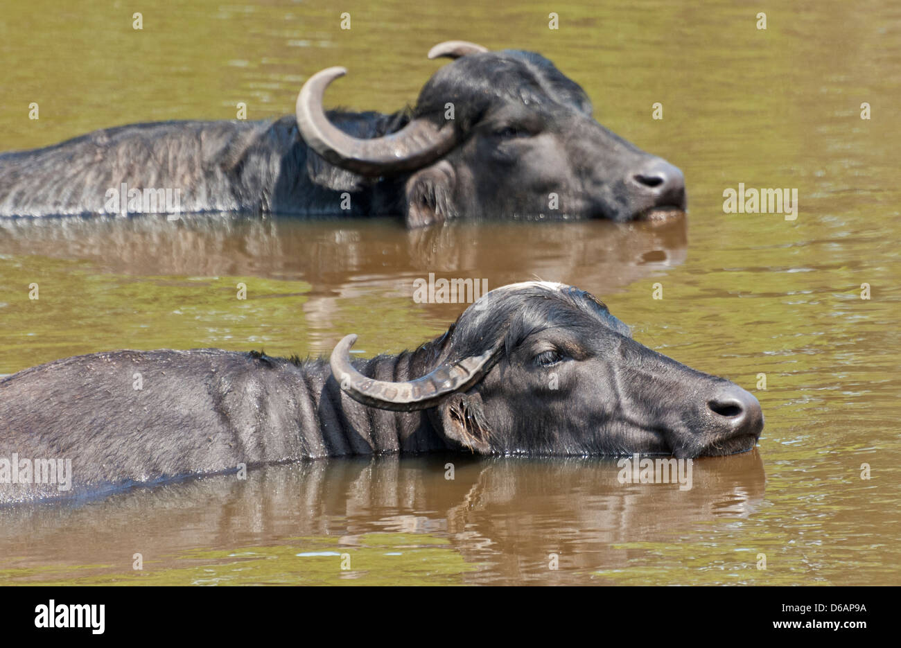 Oklahoma, Bartlesville, Woolaroc Museum & Wildlife Preserve, pair of ...