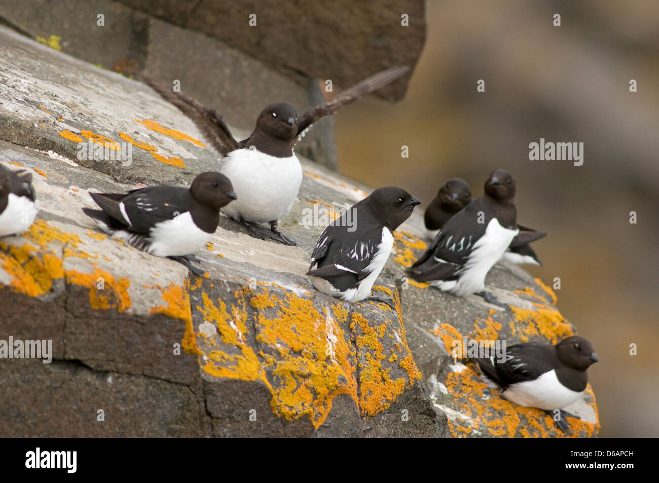 Norway, Svalbard Archipelago, Spitsbergen. Little auk, Alle alle, the ...