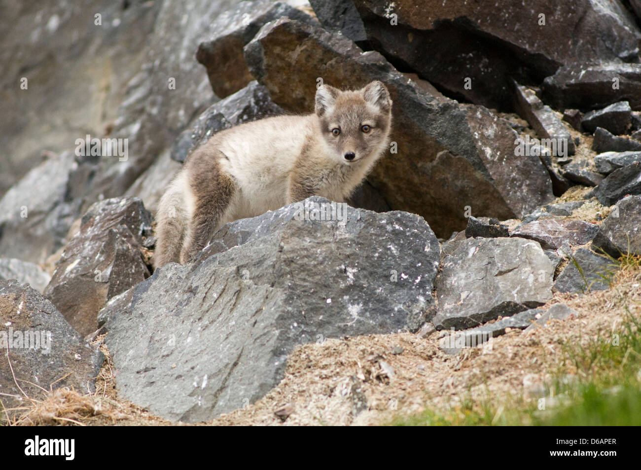 Young Arctic fox (Alopex / Vulpes lagopus) on a rocky hillside covered ...