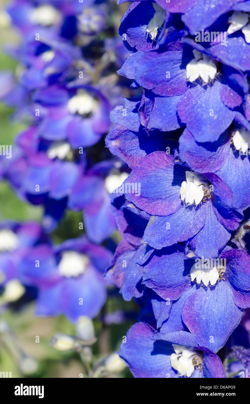 Flowers grow upwards hi-res stock photography and images - Alamy