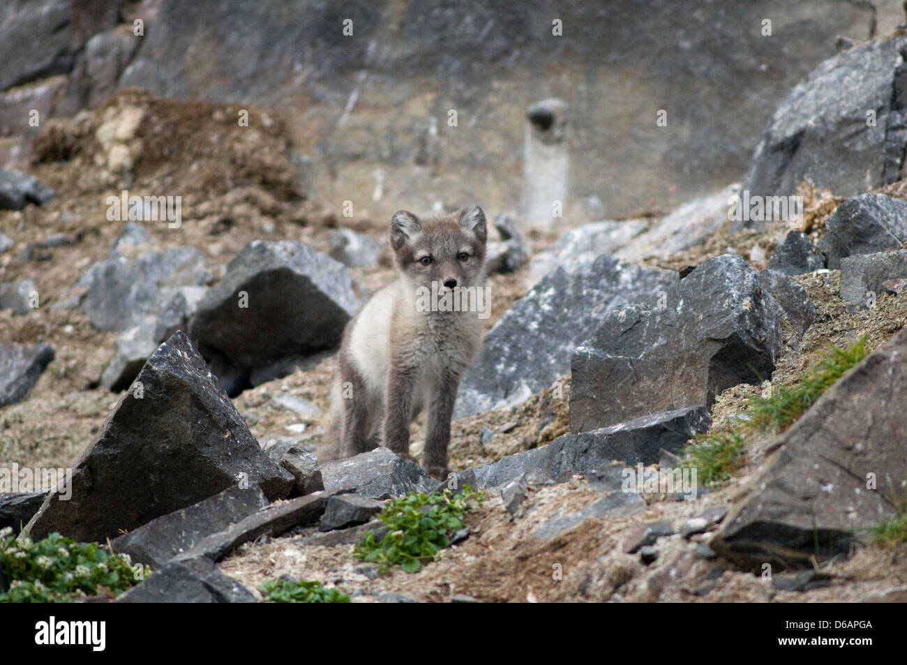 Young Arctic fox (Alopex / Vulpes lagopus) on a rocky hillside covered ...