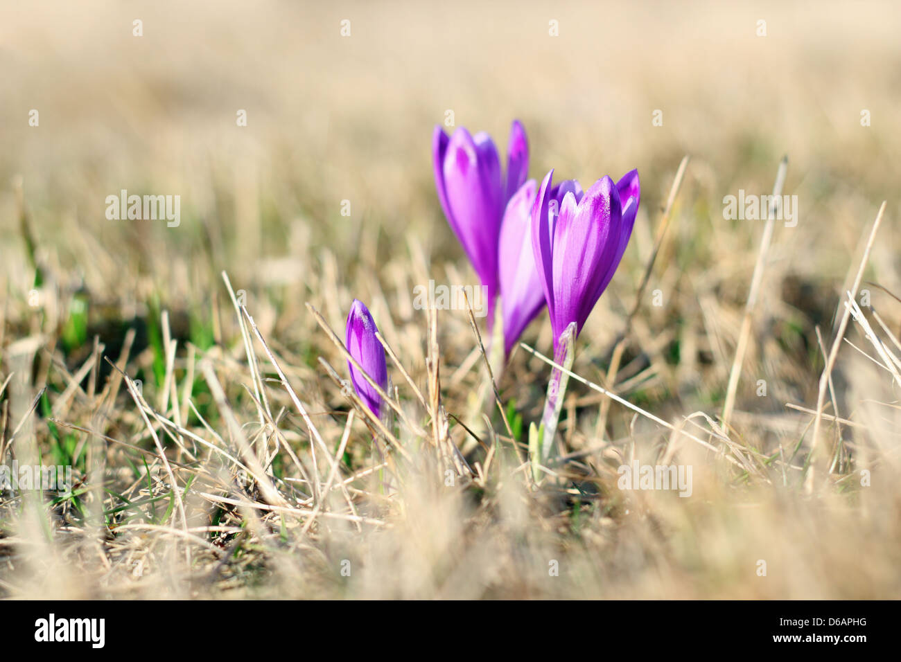 Blooming saffron crocus crocus sativus hi-res stock photography and ...