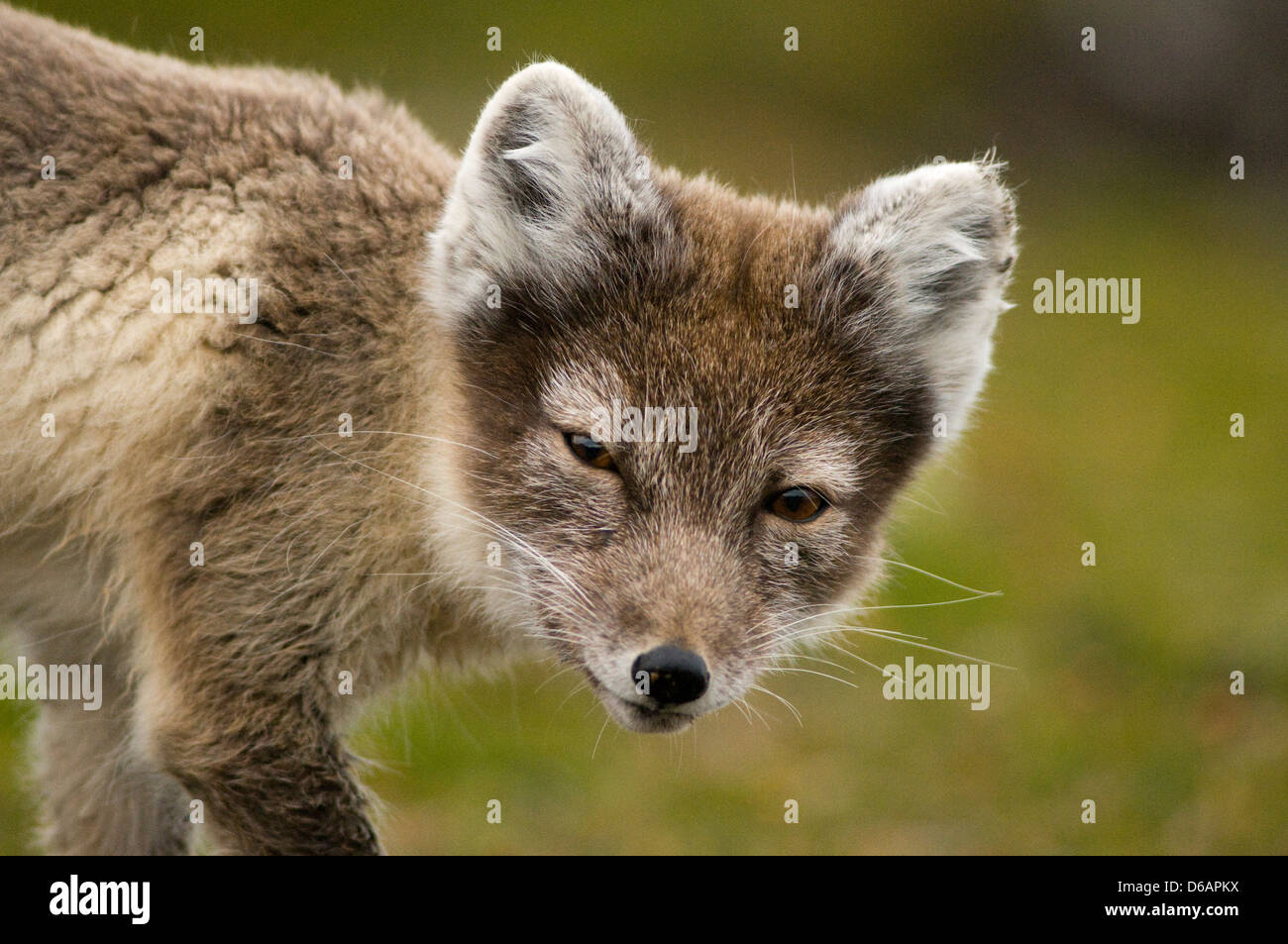 Young Arctic fox Alopex / Vulpes lagopus on a rocky hillside covered in ...