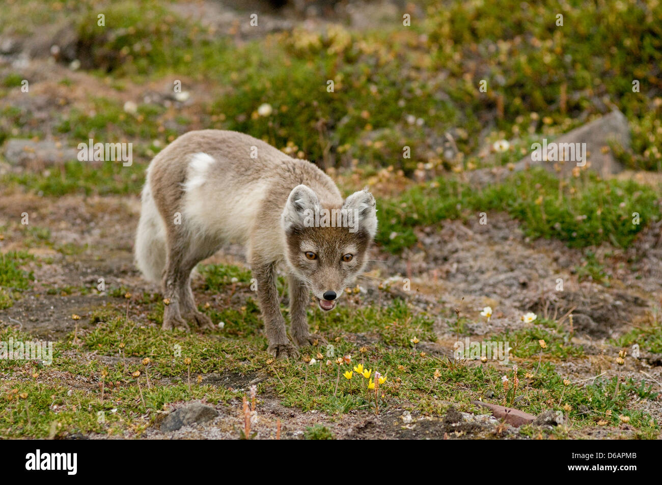 Young Arctic fox Alopex / Vulpes lagopus on a rocky hillside covered in ...