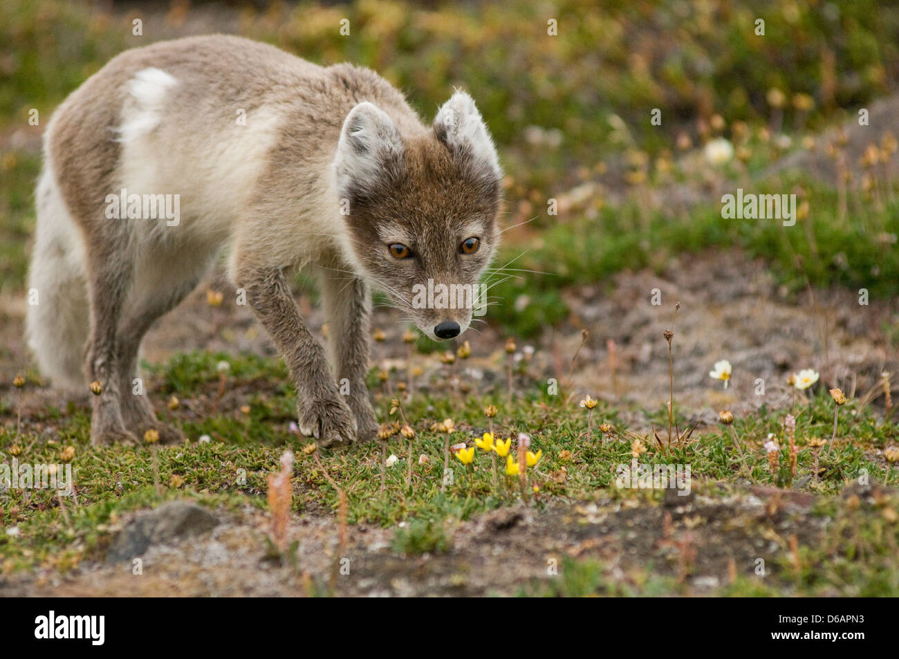 Young Arctic fox Alopex / Vulpes lagopus on a rocky hillside covered in ...