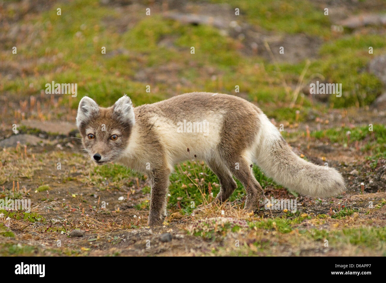 Young Arctic fox Alopex / Vulpes lagopus on a rocky hillside covered in ...