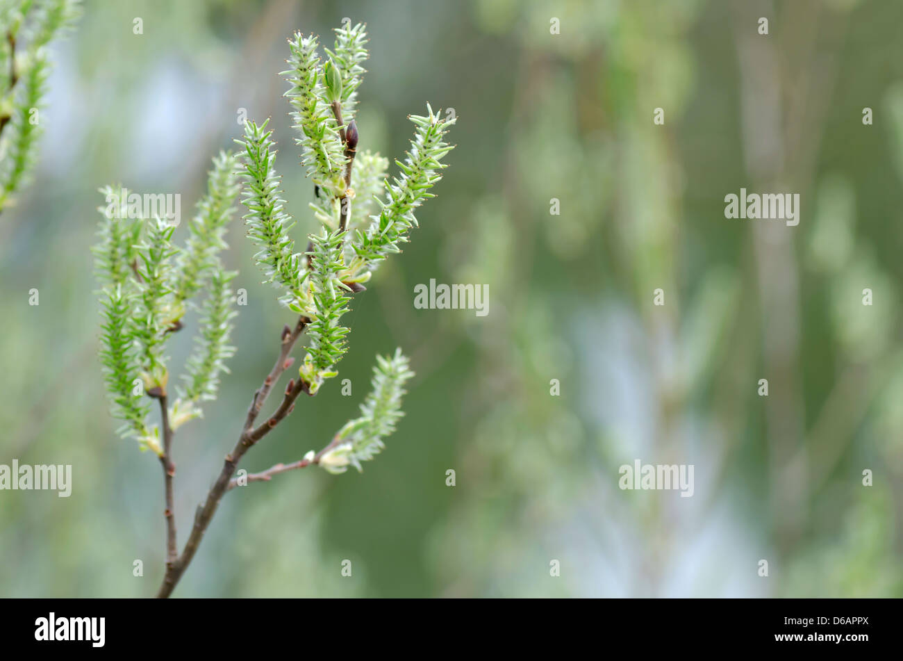 Branch of a willow Stock Photo - Alamy