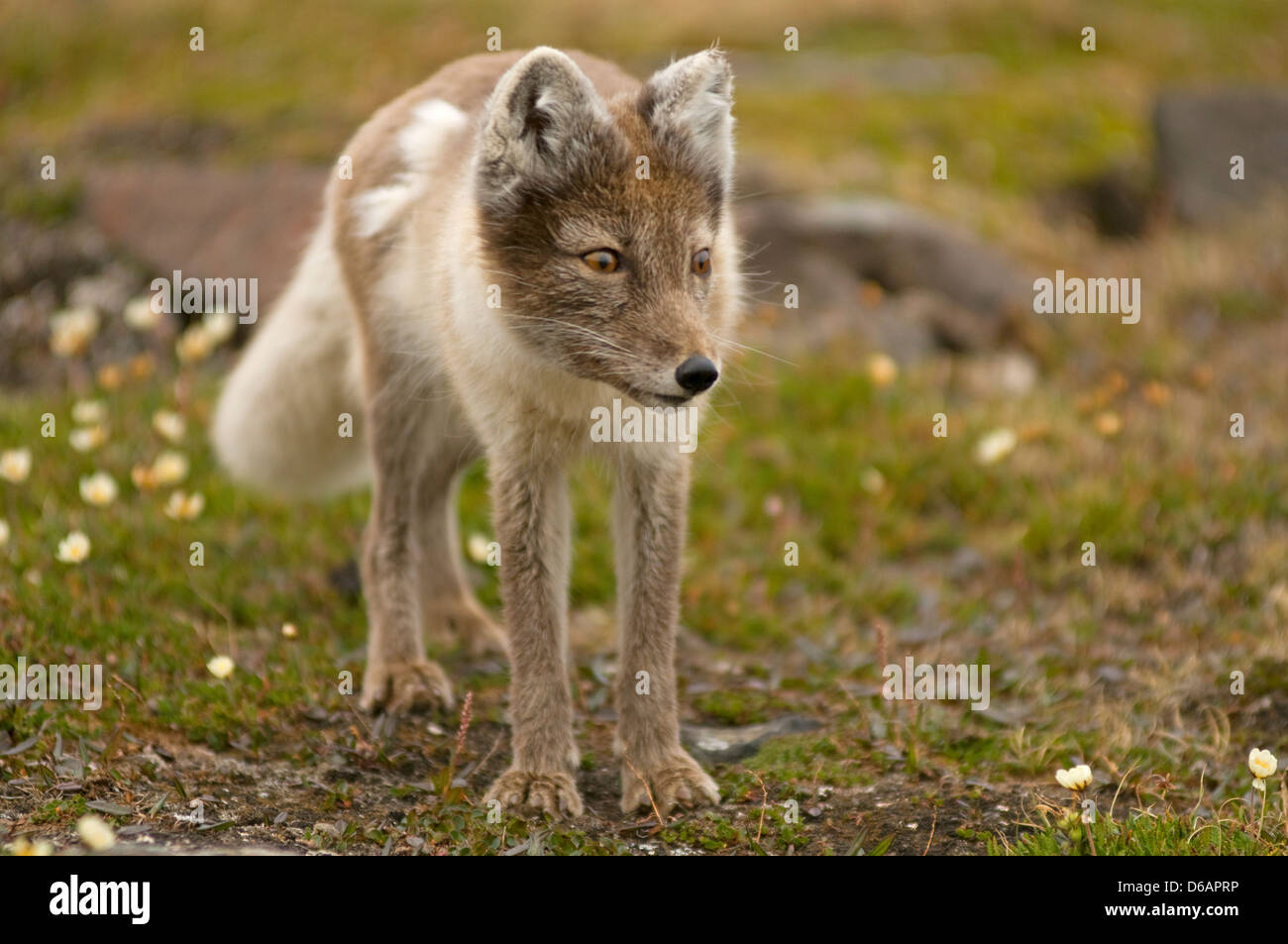 Young Arctic fox Alopex / Vulpes lagopus on a rocky hillside covered in ...
