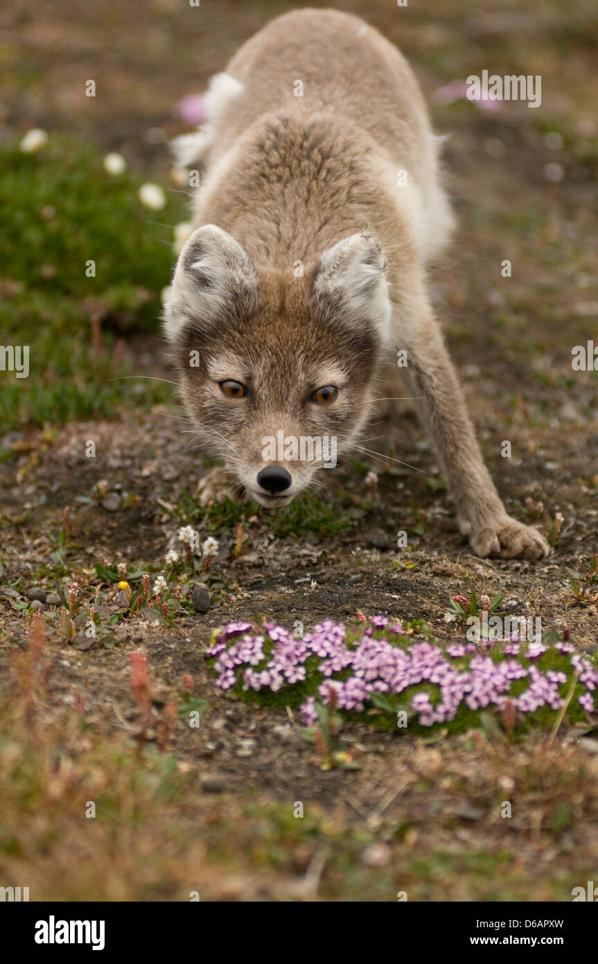 Young Arctic fox Alopex / Vulpes lagopus on a rocky hillside covered in ...