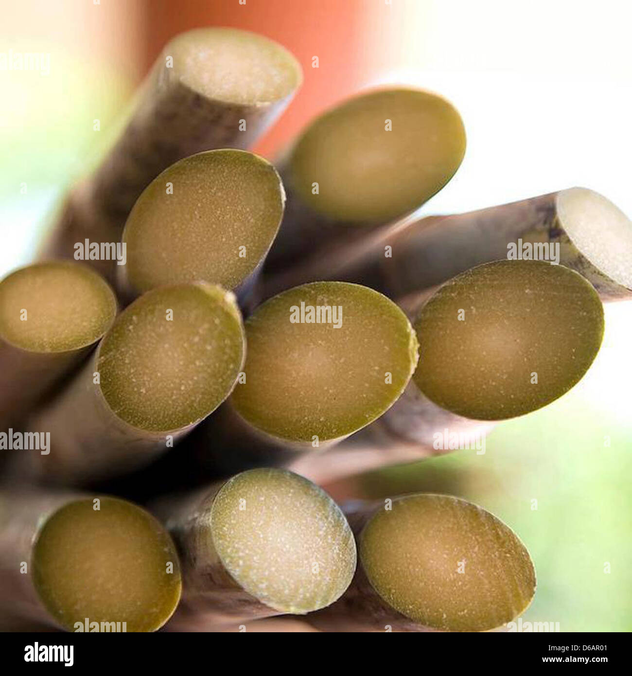 cane sugar cane abstract image creative Stock Photo - Alamy