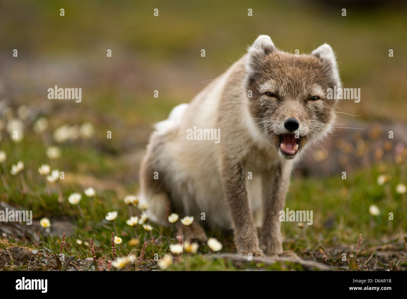 Young Arctic fox Alopex / Vulpes lagopus on a rocky hillside covered in ...