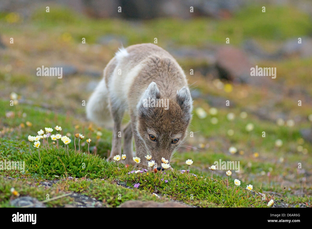 Young Arctic fox (Alopex / Vulpes lagopus) on a rocky hillside covered ...
