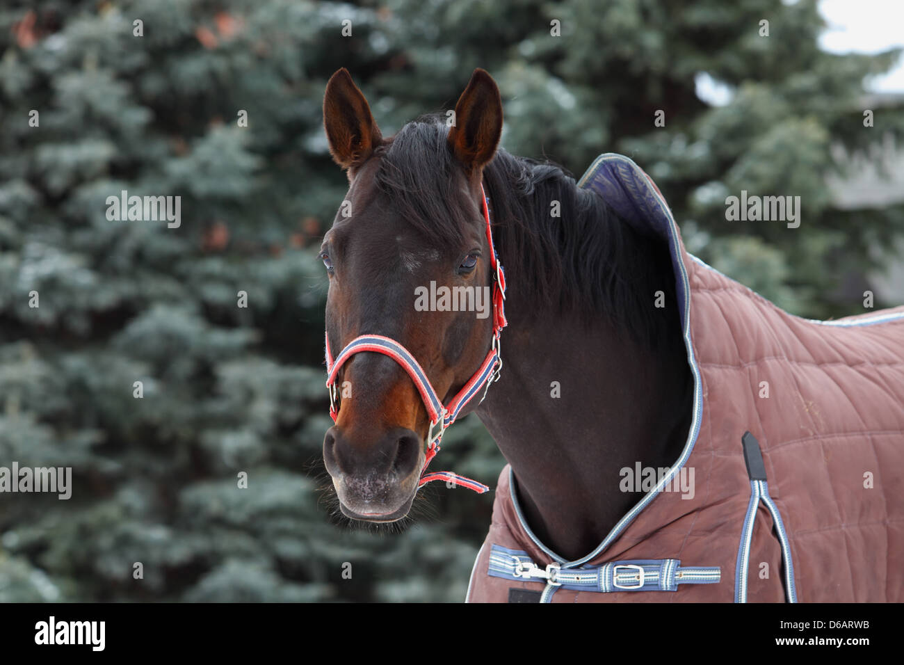 Thoroughbred race horse portrait on nature background Stock Photo - Alamy