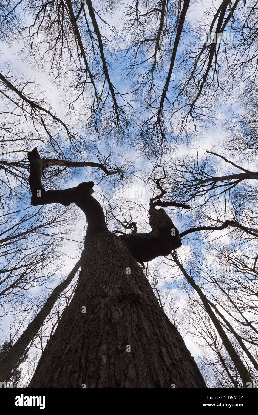 Thick well established tree canopy in protected ancient mature ...