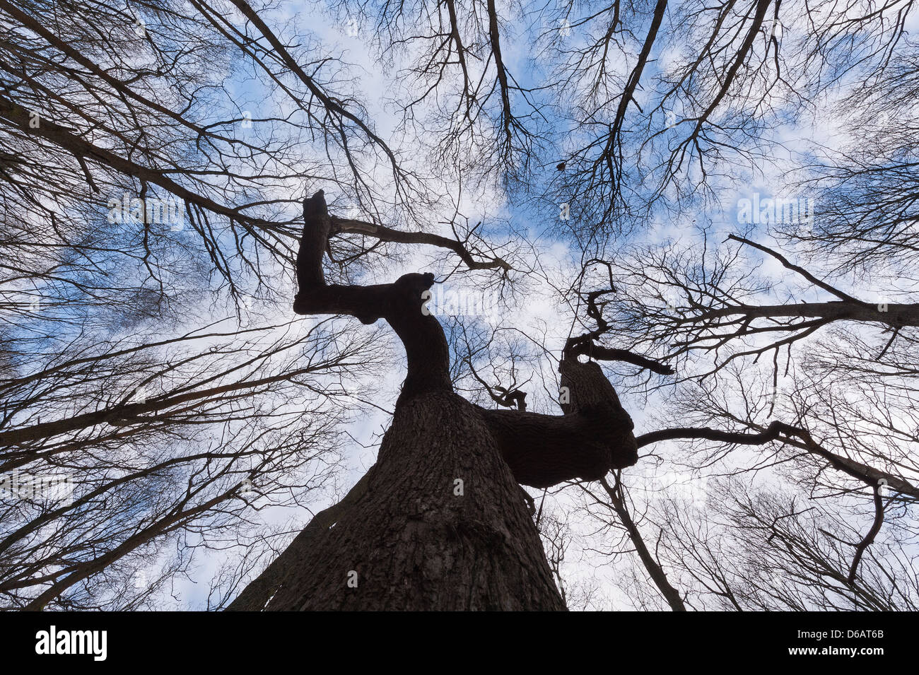 Thick well established tree canopy in protected ancient mature ...