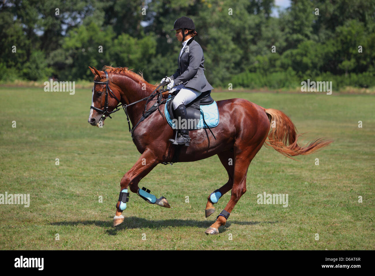 Horse woman gallop galloping hi-res stock photography and images - Alamy