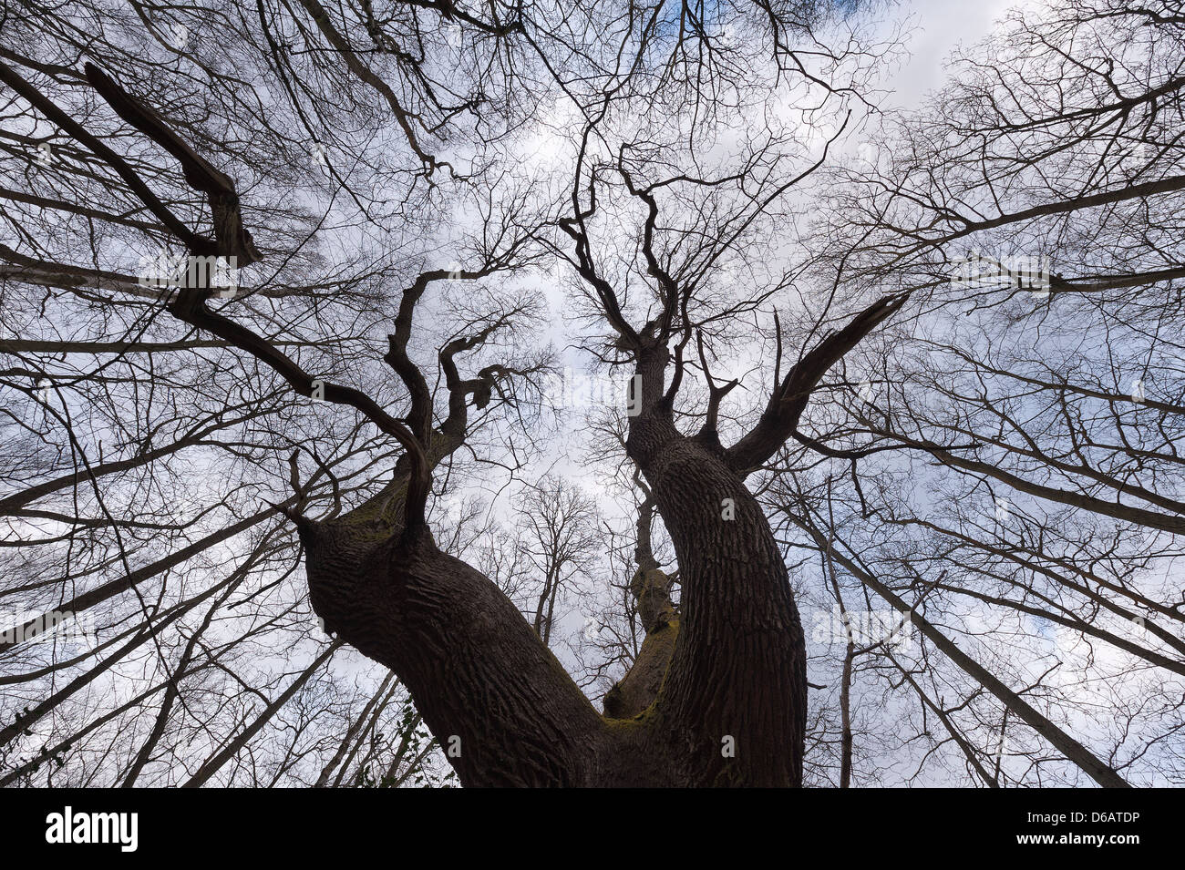 Thick well established tree canopy in protected ancient mature ...
