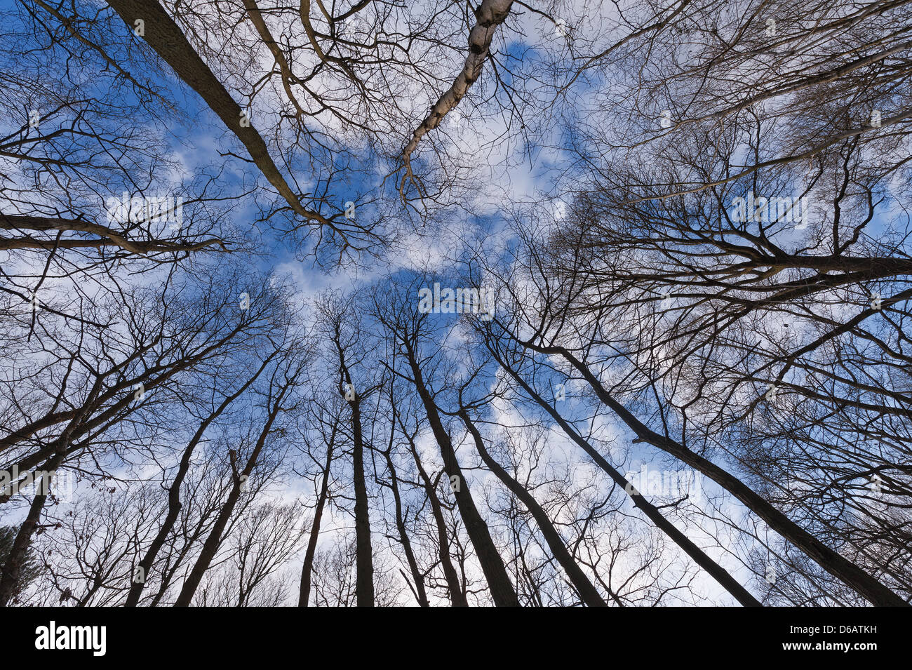 Thick well established tree canopy in protected ancient mature ...