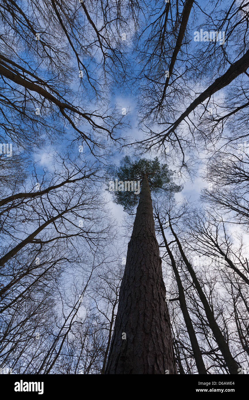 Thick well established tree canopy in protected ancient mature ...