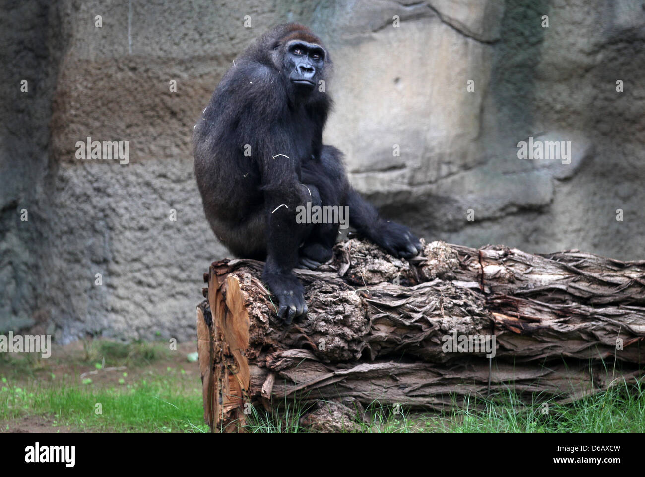 Female gorilla BeBe from the Leipzig Zoo moves into her new enclosure ...
