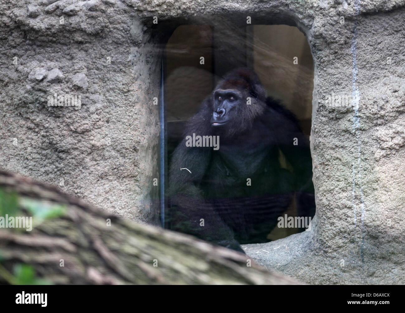 Female gorilla BeBe from the Leipzig Zoo moves into her new enclosure ...