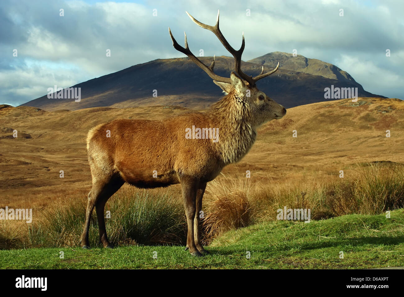 Scottish wildlife hi-res stock photography and images - Alamy