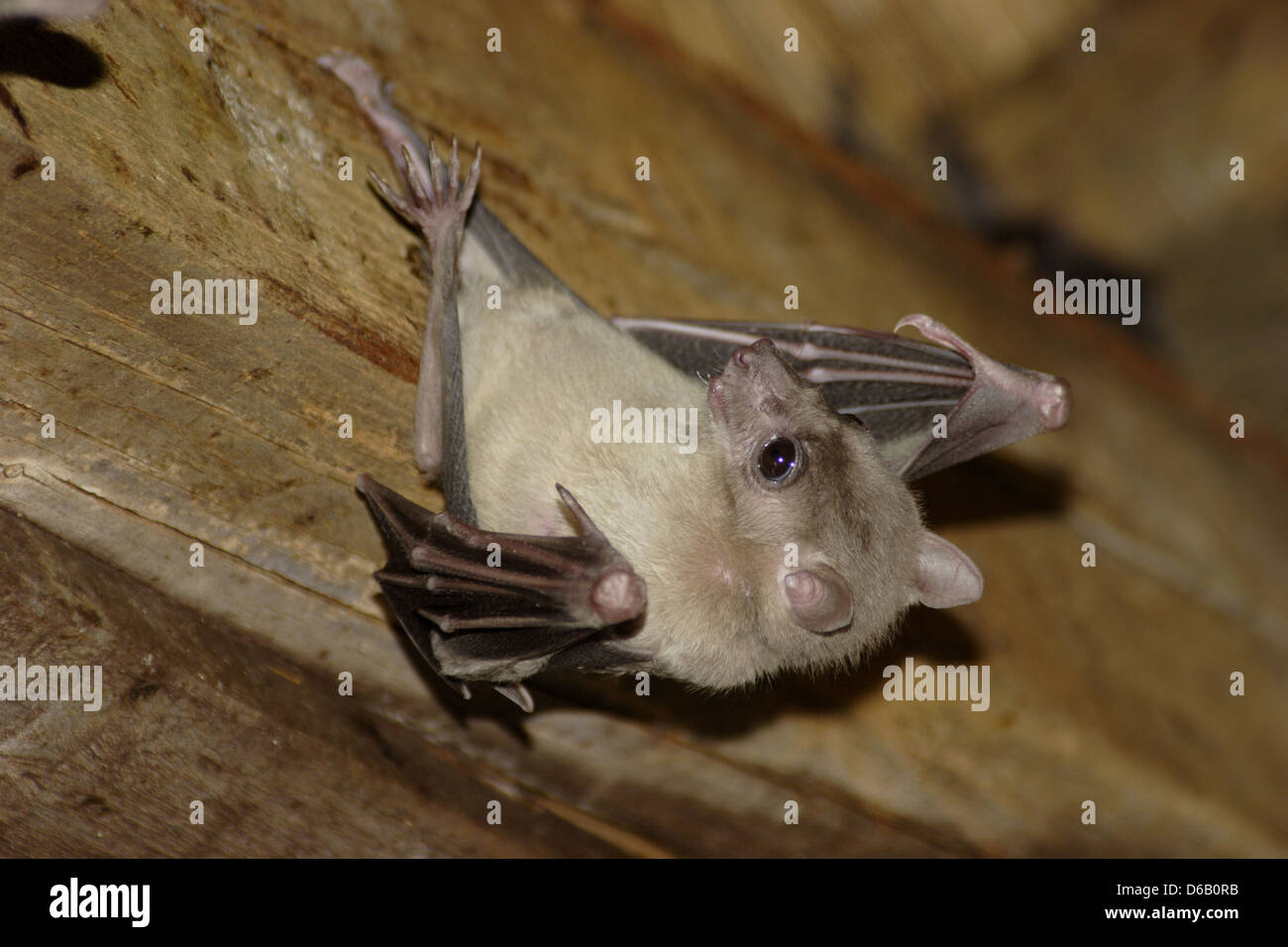 Headfirsts hi-res stock photography and images - Alamy