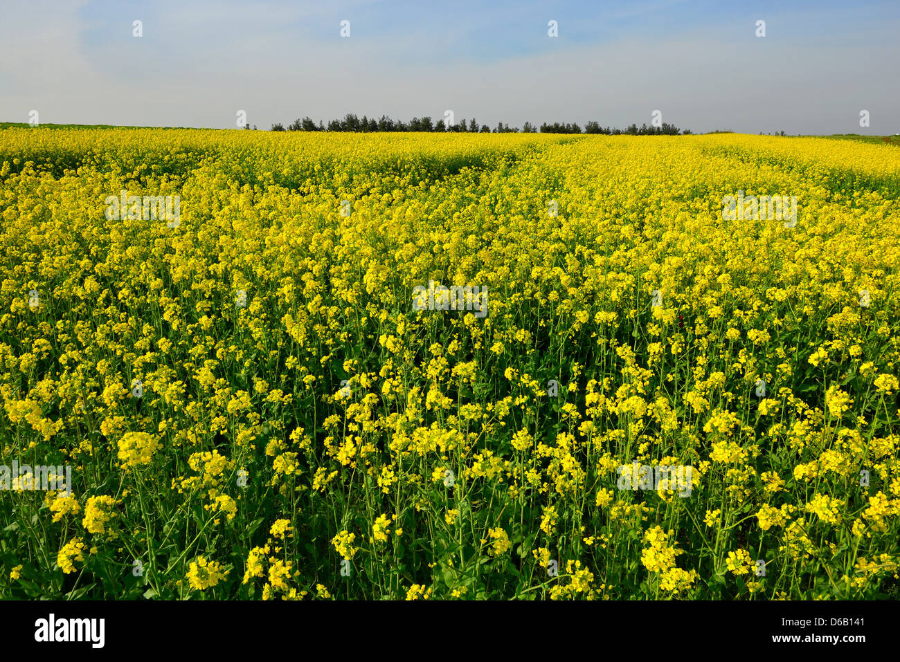 Gold spring hi-res stock photography and images - Alamy