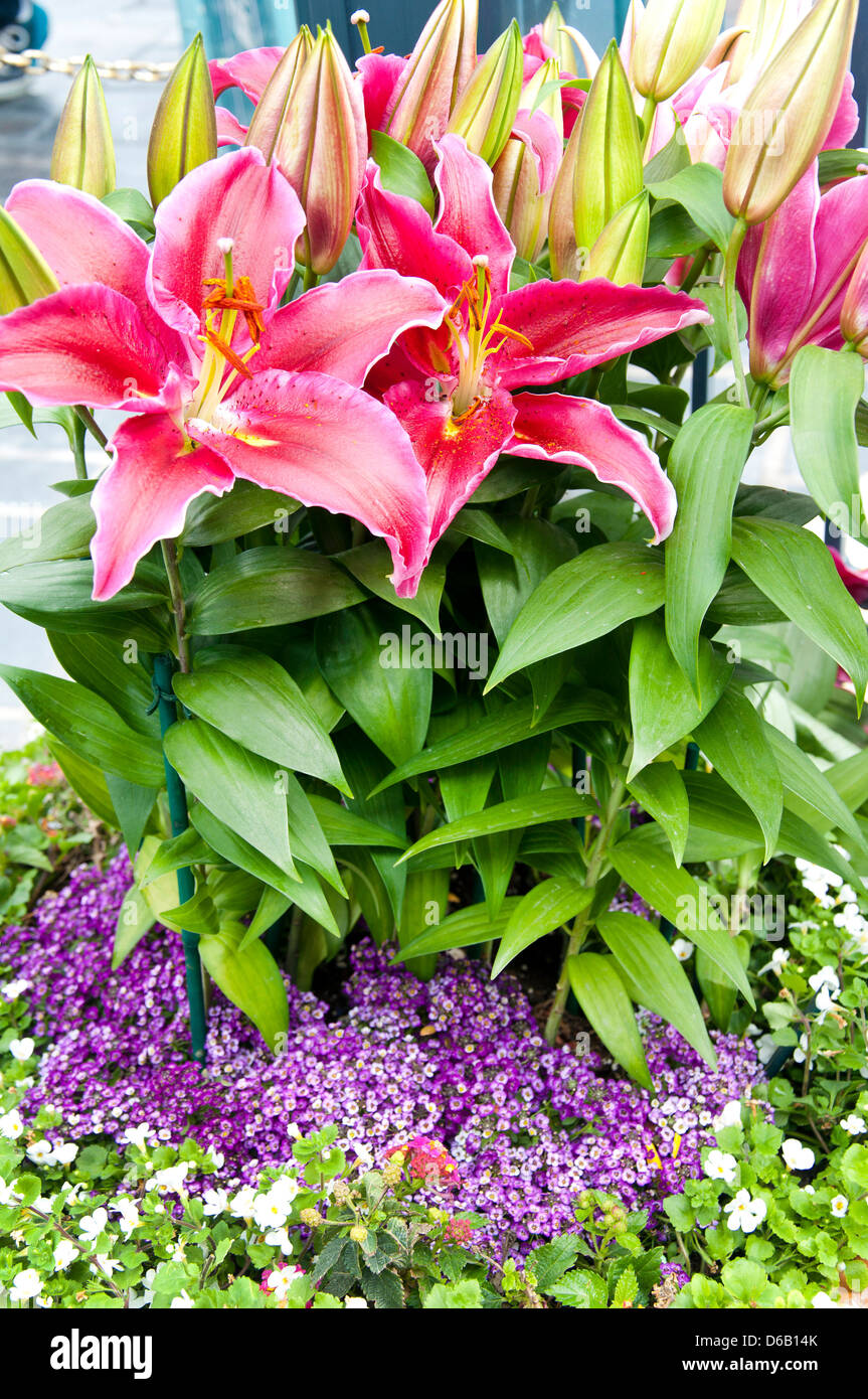 Beautiful lily flowers in garden hi-res stock photography and images ...