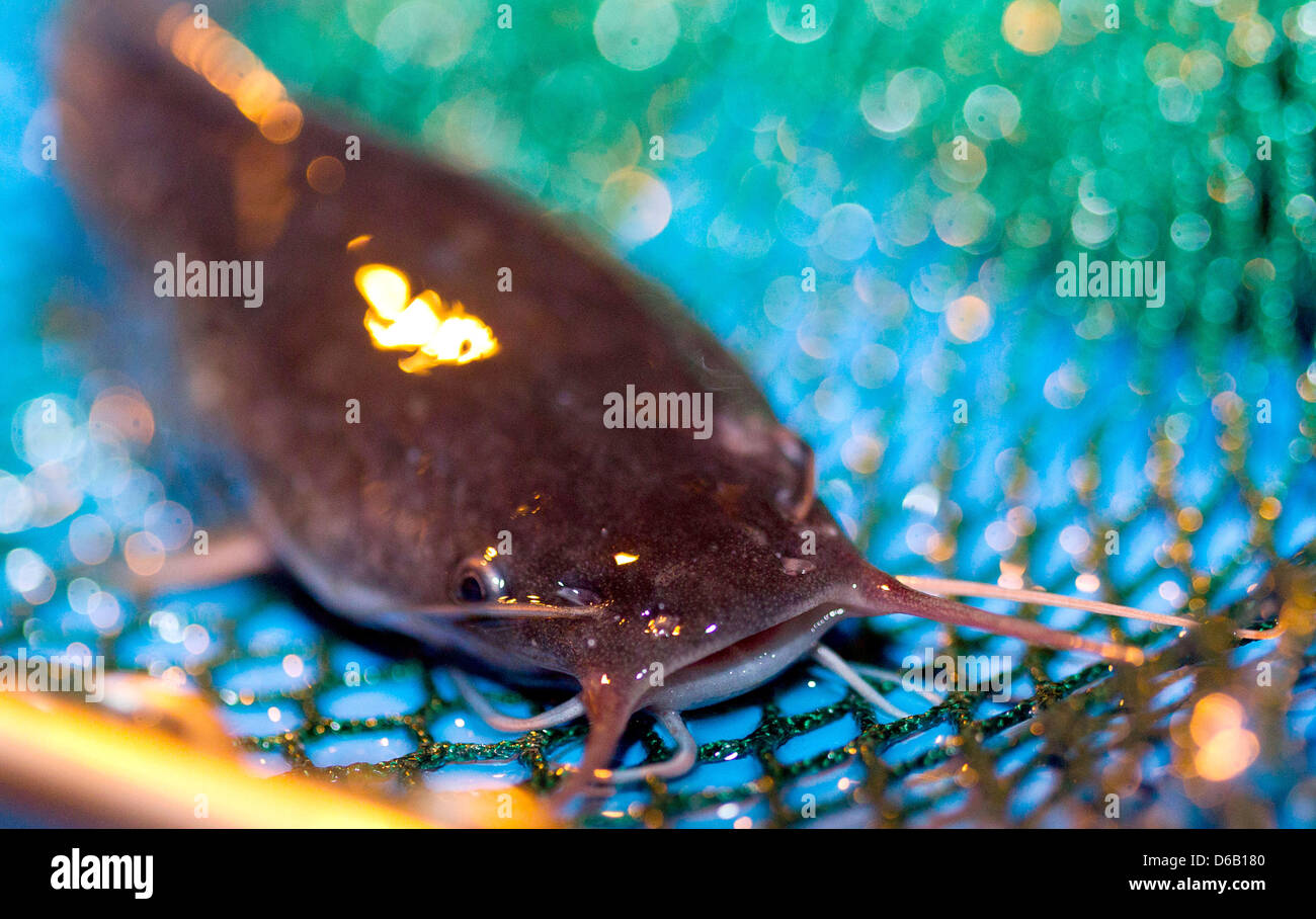 An African Catfish in a breeding basin at a fish farm in Sukow near ...